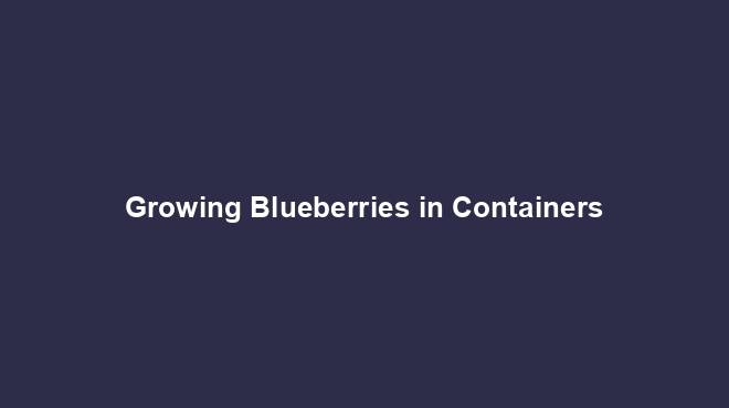 Growing Blueberries in Containers - Gardener Guidance Growing Blueberries in Containers - Gardener Guidance