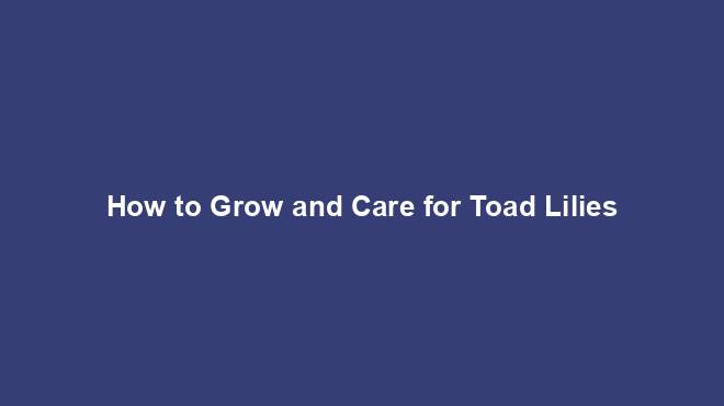 How to Grow and Care for Toad Lilies - Gardener Guidance